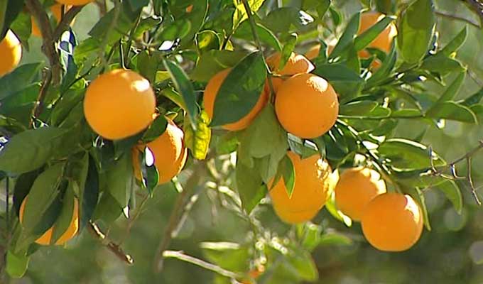 Nabeul : la saison des agrumes en péril, les agriculteurs tirent la ...