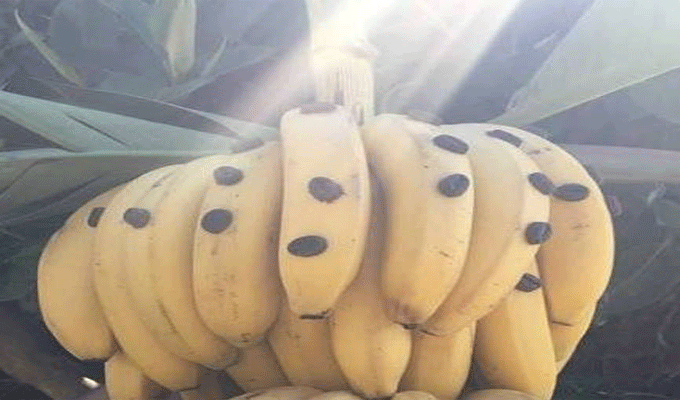 Mohamed Ali, le créateur du Banafé est l'invité de Naoufel Ouertani ...