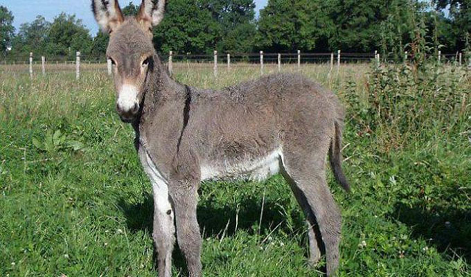 Tunisie : Un homme coupe la patte d'une ânesse pour avoir mangé de l ...