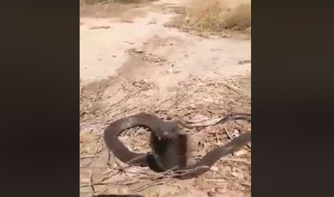 Apparition du cobra égyptien à Sidi Bouzid : un serpent dangereux ...