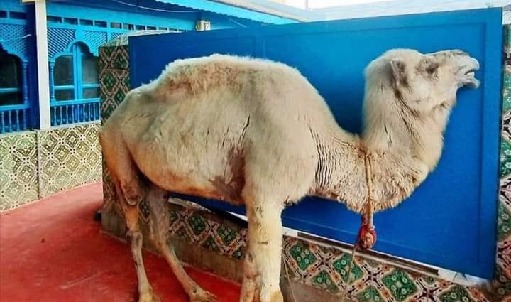 Une icône s’en va : Fathia, le symbole bienveillant du café Saf-Saf ...