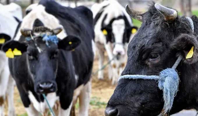 La Tunisie étudie l'intégration de la vaccination dans sa stratégie de ...