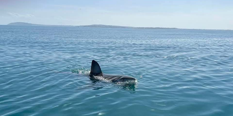 Tunisie : observation de requins au large des côtes, les experts ...