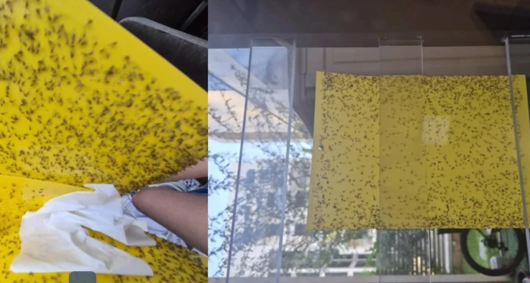 Invasion de mouches égyptiennes en Israël : menace sanitaire à Haïfa ...