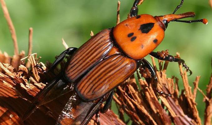 Le charançon rouge ravage environ 6000 palmiers d'ornement en Tunisie - WMC