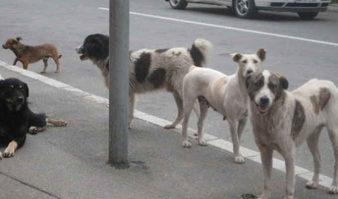 Ariana : Fin de l’abattage des chiens errants - WMC