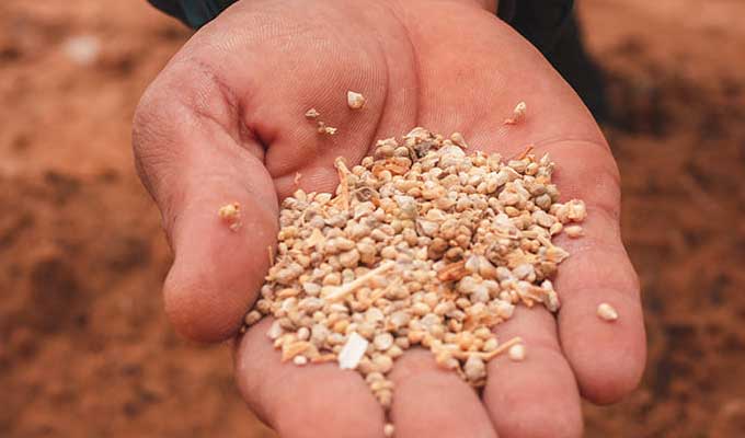 Sfax : Des jardins potagers cultivés à partir de semences paysannes ...