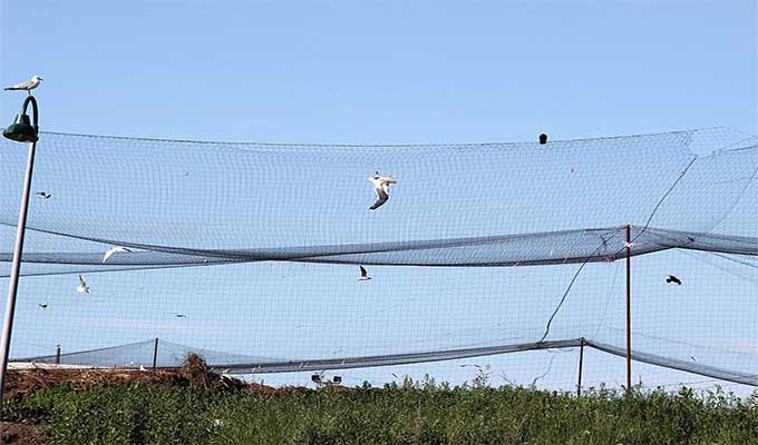 Appel à mettre un terme à l'utilisation de filets de chasse dans la ...